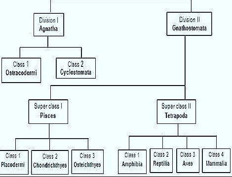 VERTEBRATA-CLASSIFICATION | BIOZOOM